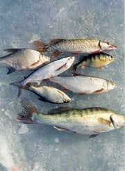 The New Humanitarian | The impacts of dams: a continuing controversy