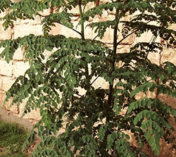 2003121014.jpg | The New Humanitarian