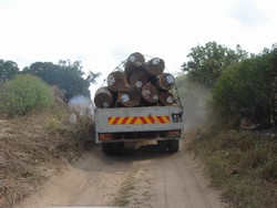 [Mozambique] Timber headed for Beira (logging) [Date picture taken: 10/ ...