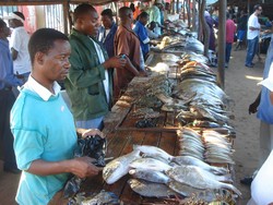 [Mozambique] Fish market - Maputo. [Date picture taken: 10/2006] | The ...