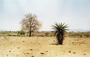 [Swaziland] Former eastern lowveld cropland now occupied by dust and an ...