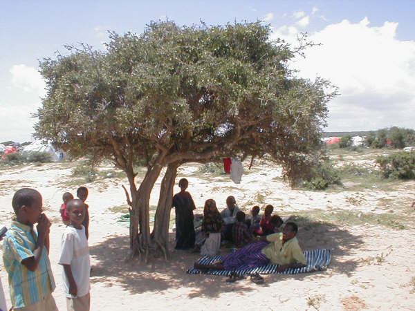 IDPS sheltering under a tree. | The New Humanitarian