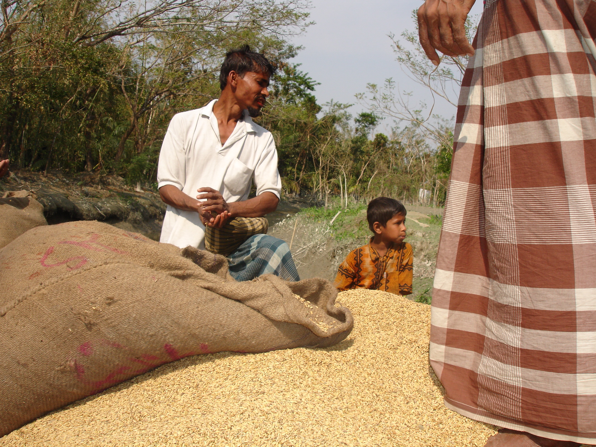 The New Humanitarian | Salt-resistant paddy offers hope to farmers