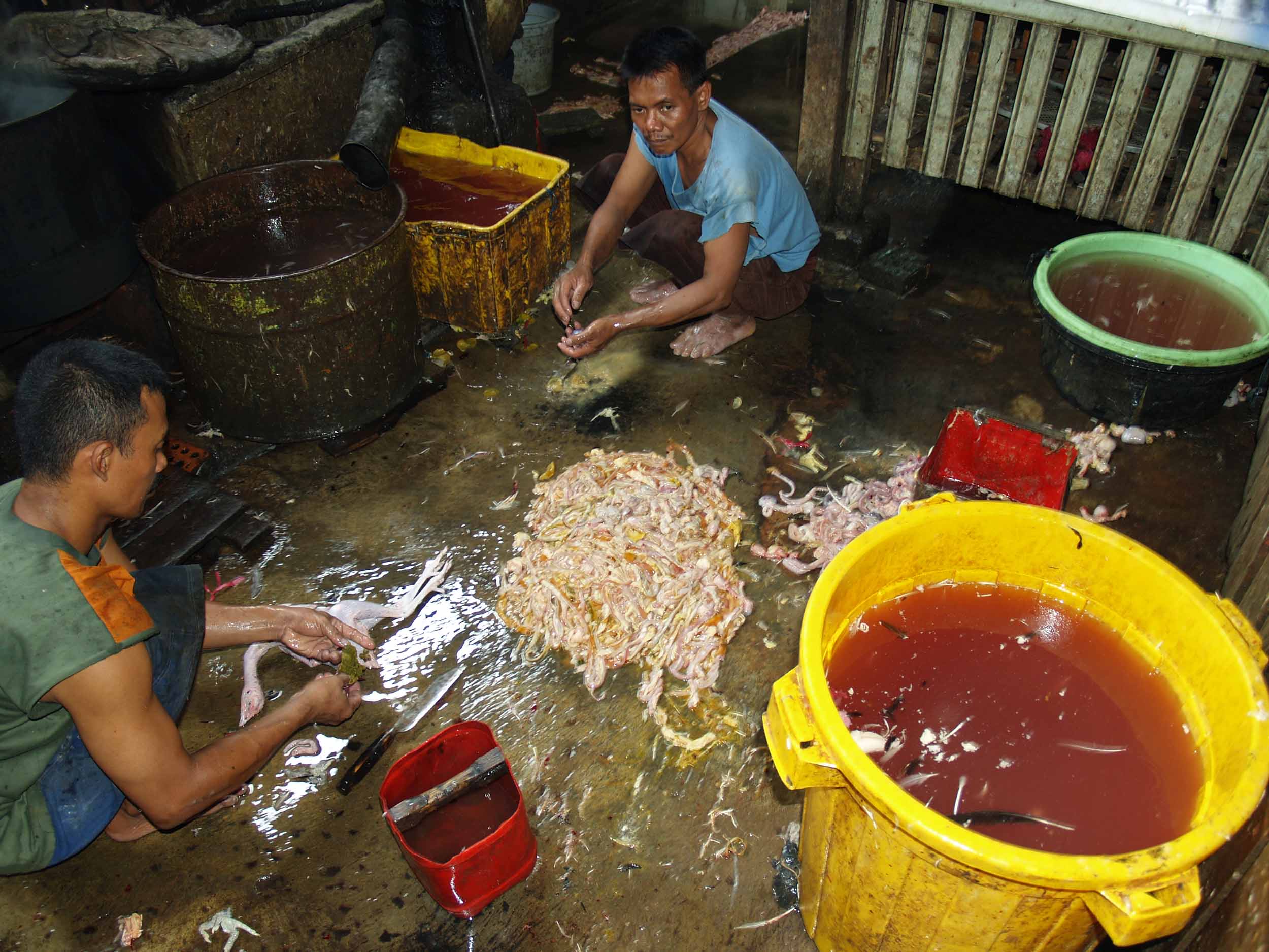 At the Pucang Market in Surabaya the feathers fly and the floors are ...