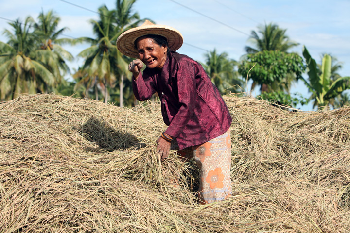 Rice crisis increasing poverty, puts MDG target out of reach