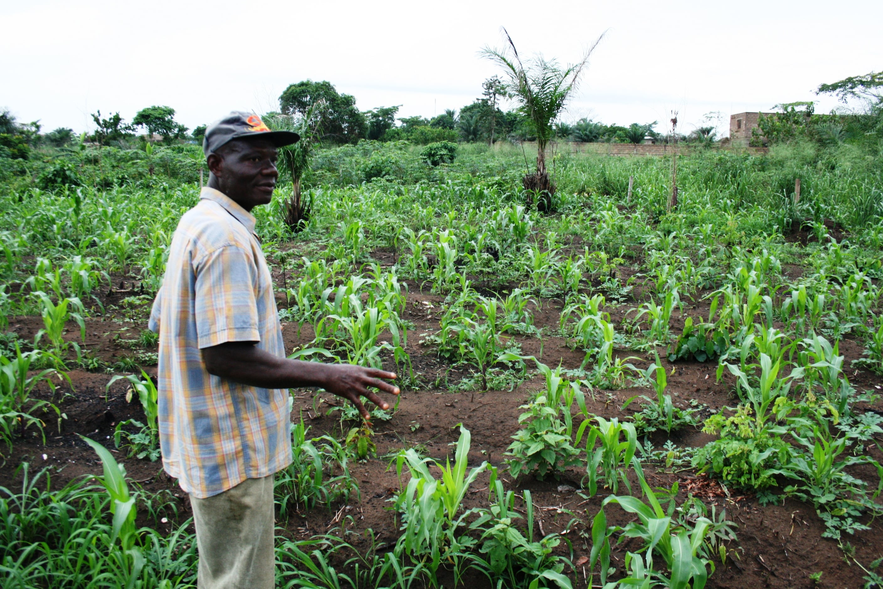 The New Humanitarian | US farm bill "too little, too late" for ...