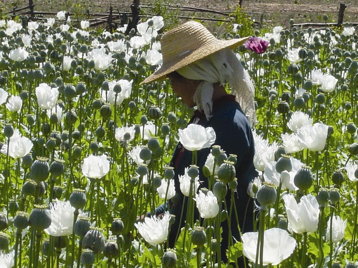 The New Humanitarian | Poppy cultivation in southeast Asia growing - UN