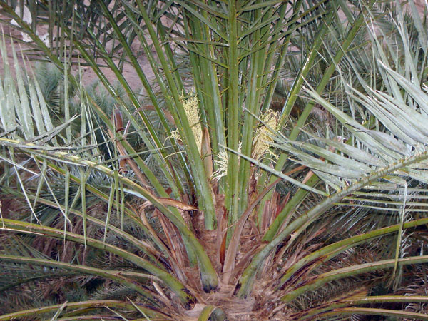 Date palm dubas is caused by an insect which absorbs the plant’s ...