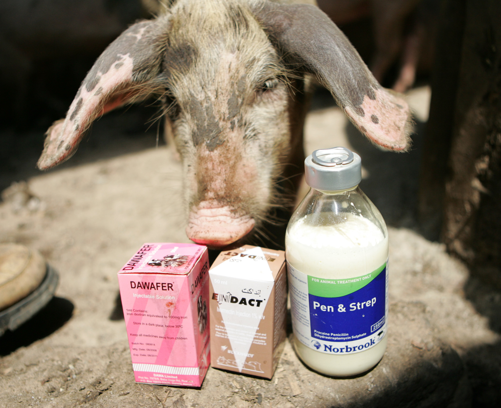 The New Humanitarian | From prison to pigs