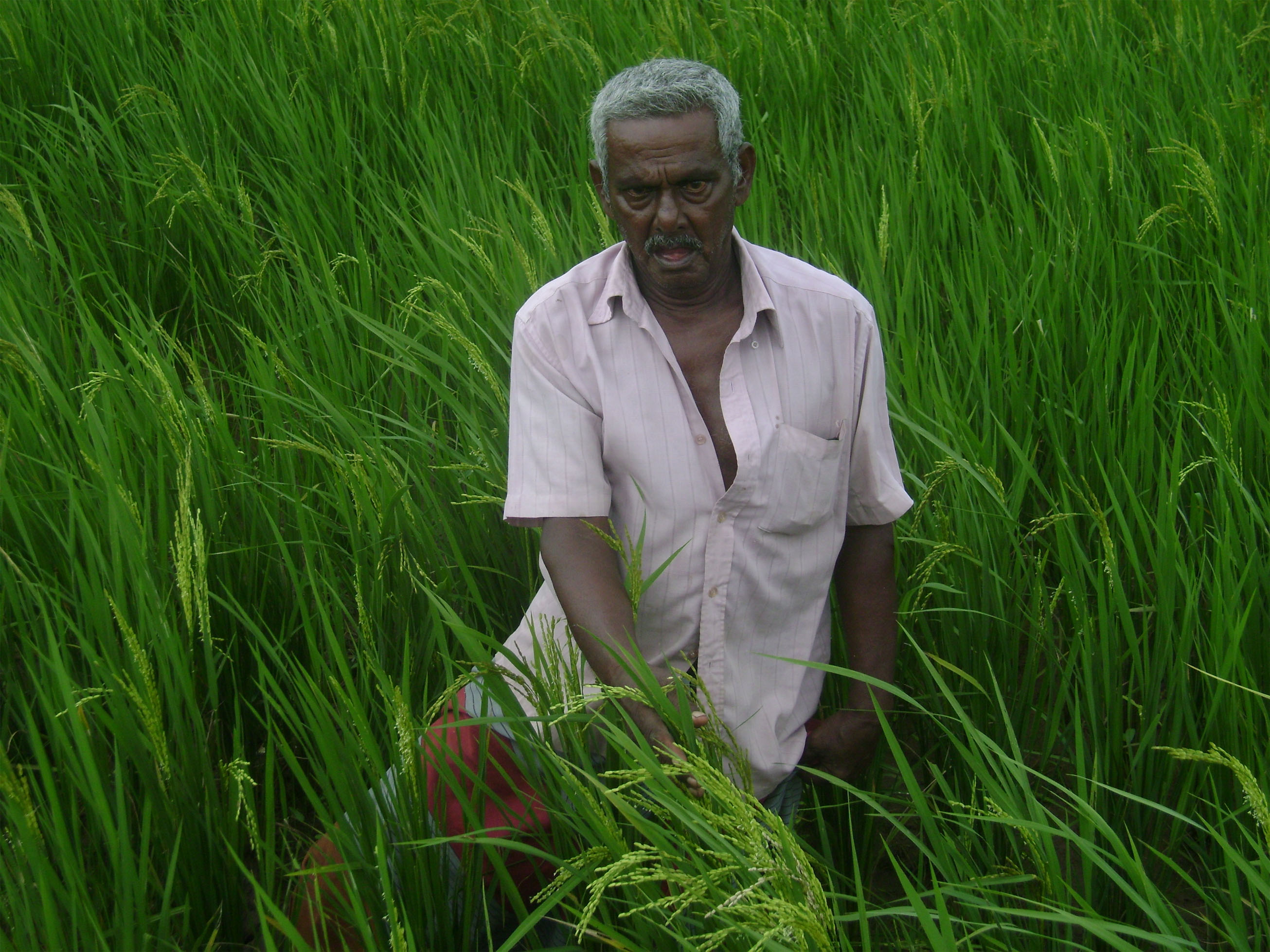 The New Humanitarian | Flood-resistant rice entices farmers back