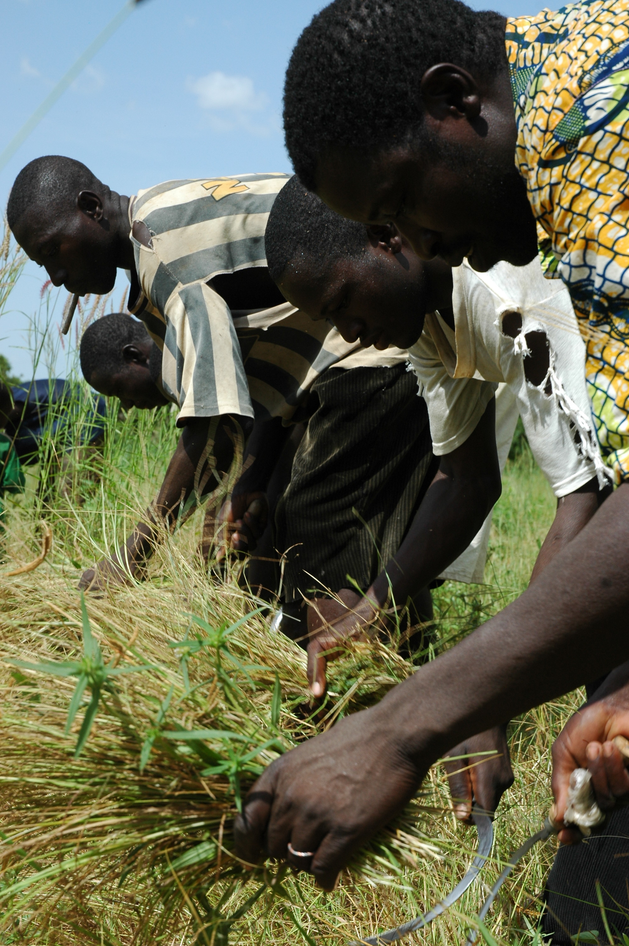 Fonio farmers in Central Mali's Segou region, Tominian village | The ...