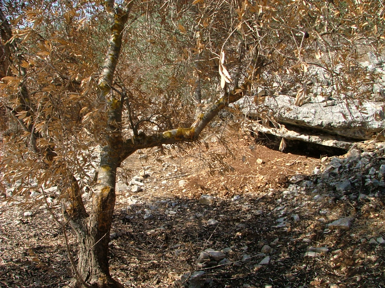 Some olive trees are almost bare, with hardly any olives | The New ...