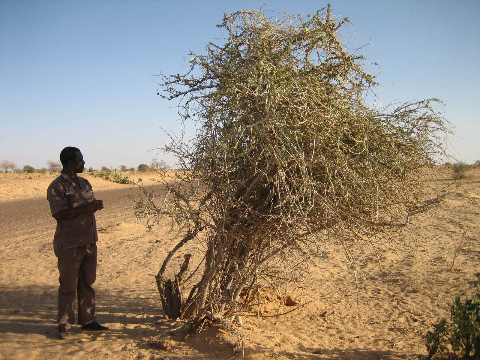 'Maerua crasifolia' tree, known in Southern Niger local language as ...