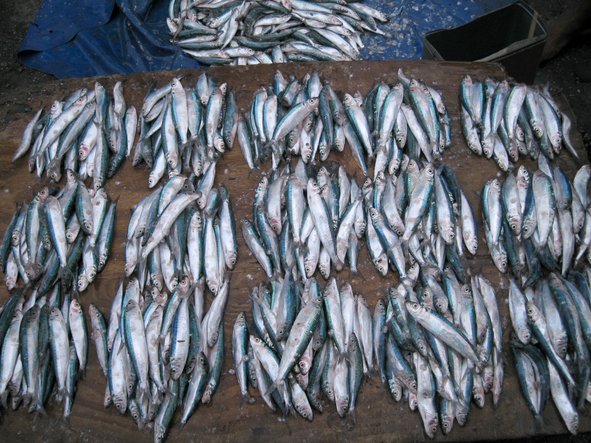 The New Humanitarian | Plastics proliferate despite ban