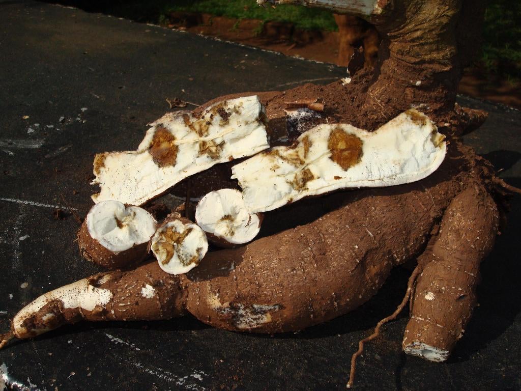 The New Humanitarian | Cassava disease threatens food supplies The New Humanitarian | Cassava disease threatens food supplies