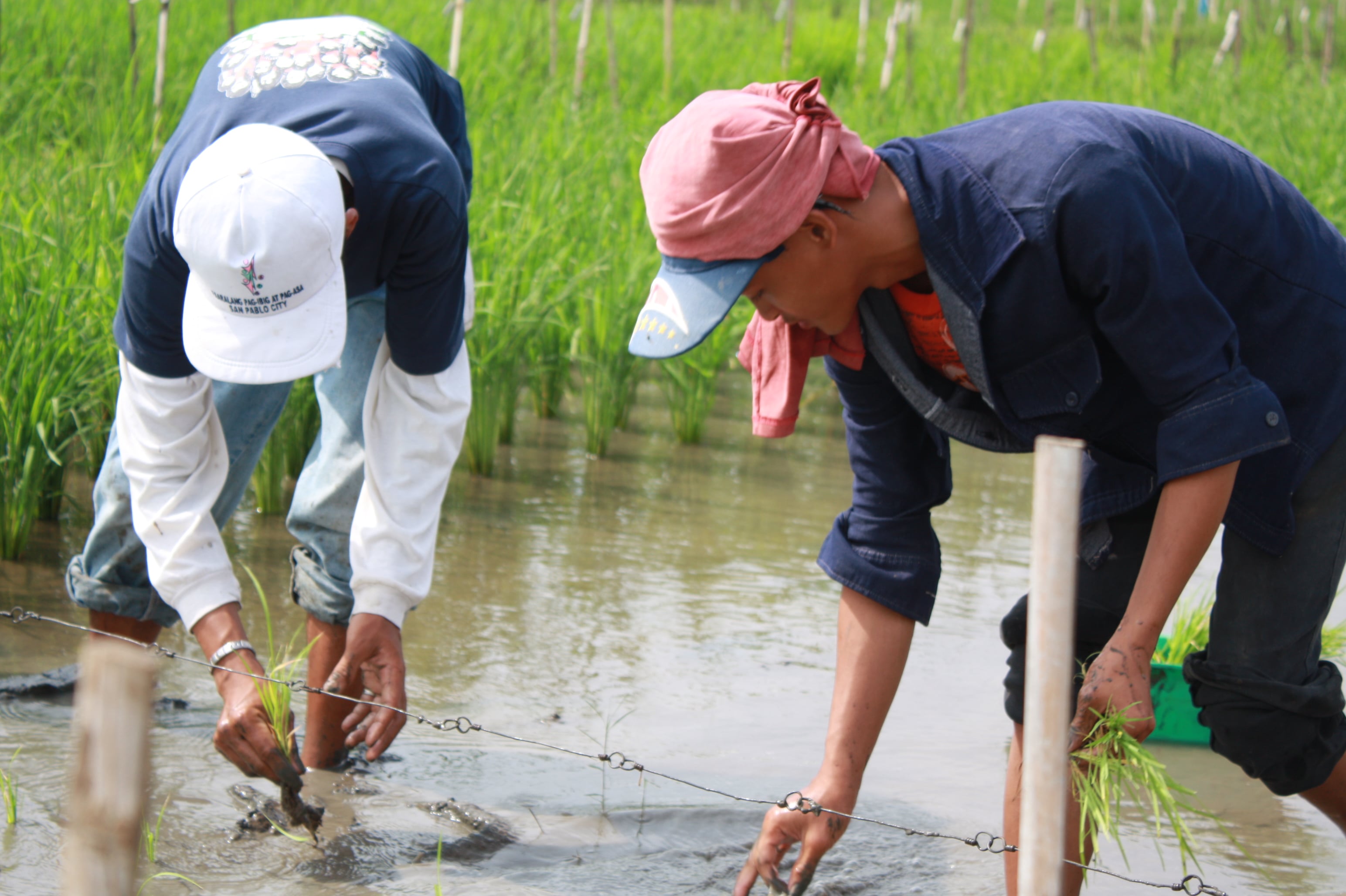 Workers planting rice outside the International Rice Research Institute ...