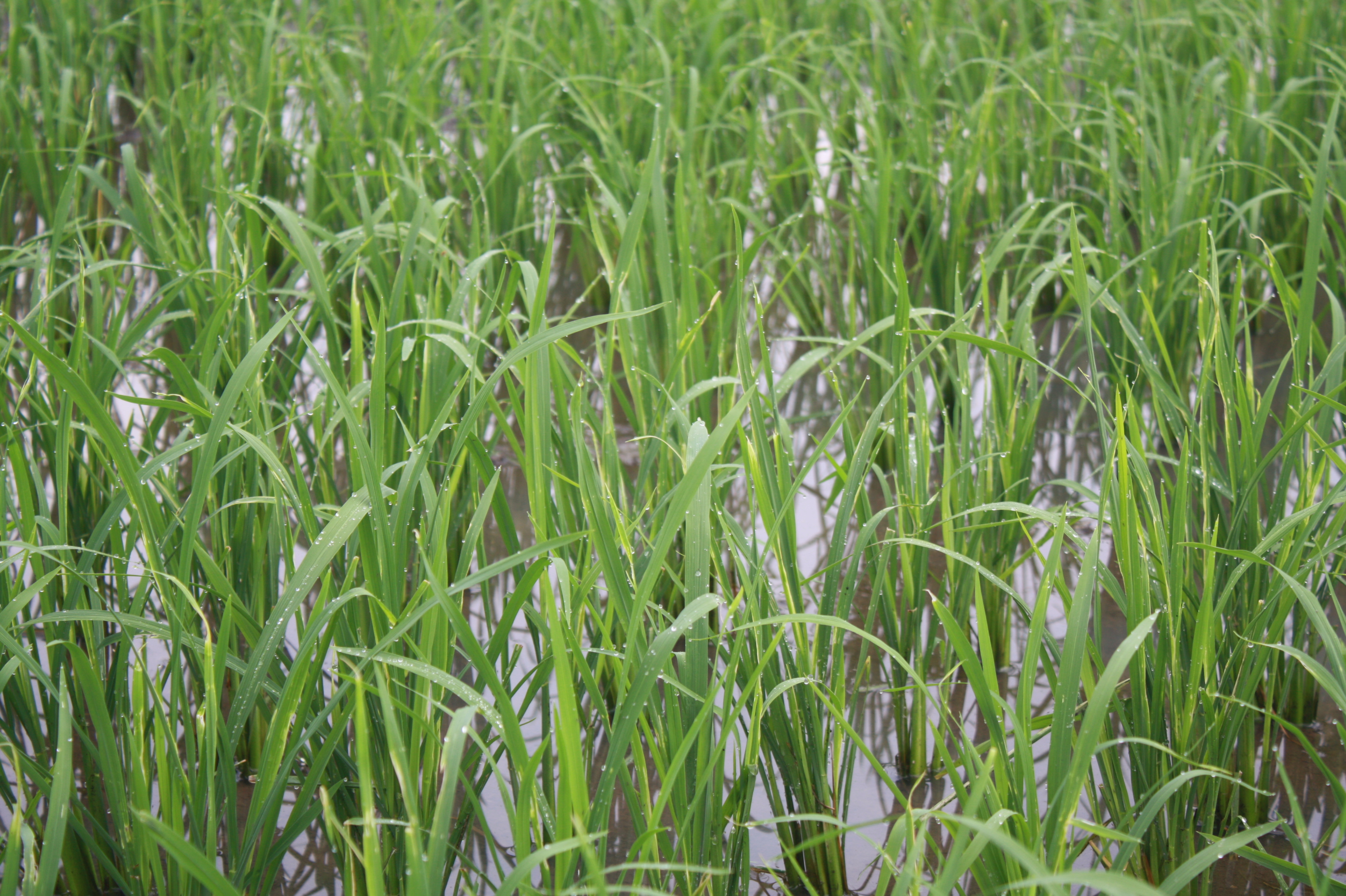 Rice is a staple part of the Asian diet. More than 60 percent of the ...