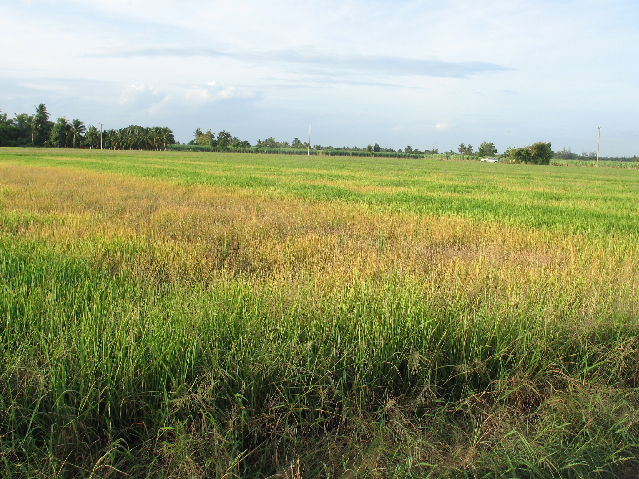 Evidence of "hopper burn " in central Thailand. Hopper burn is the ...