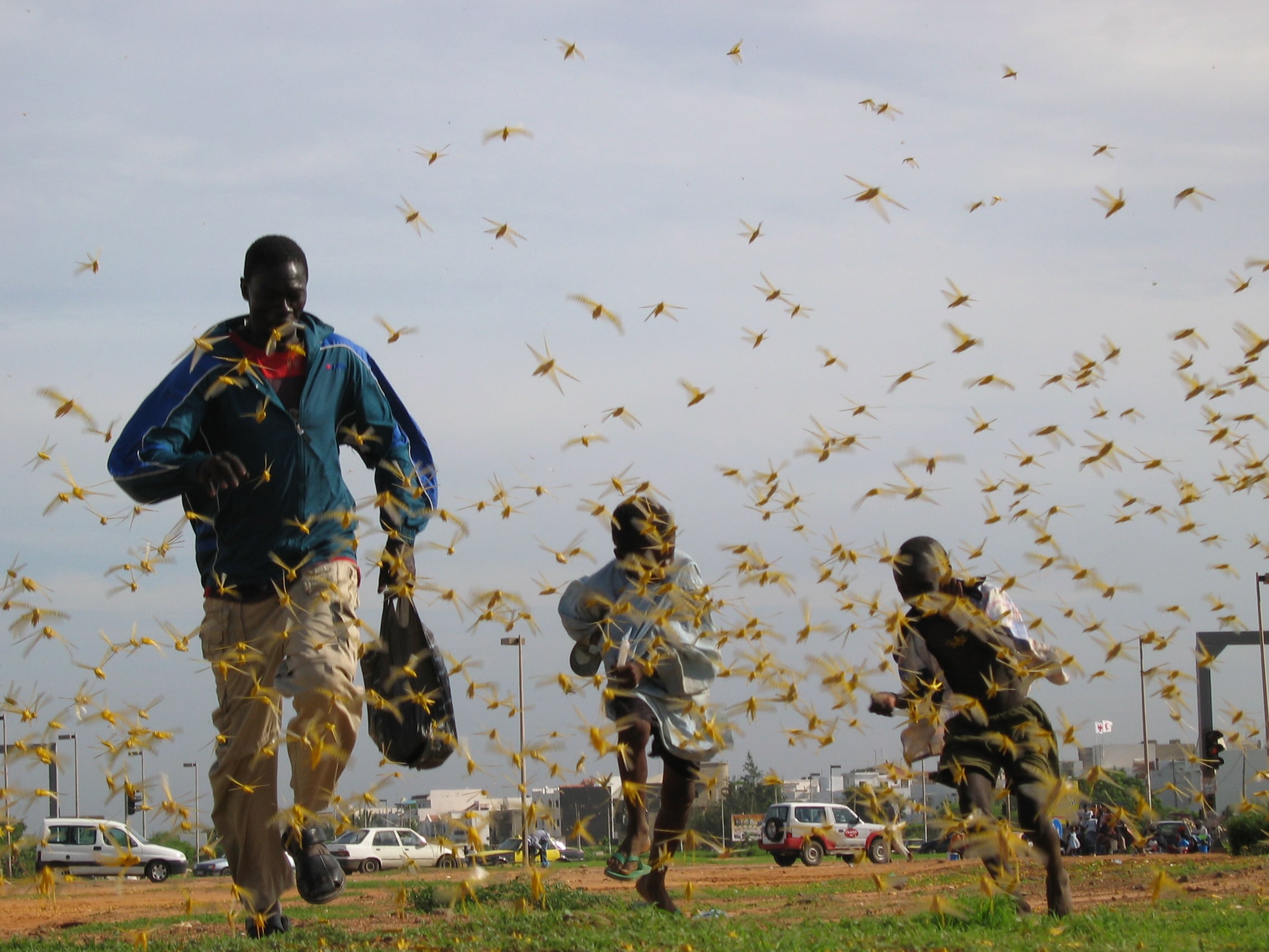 When Was The Locust Plague In Africa at Skye Kinsella blog