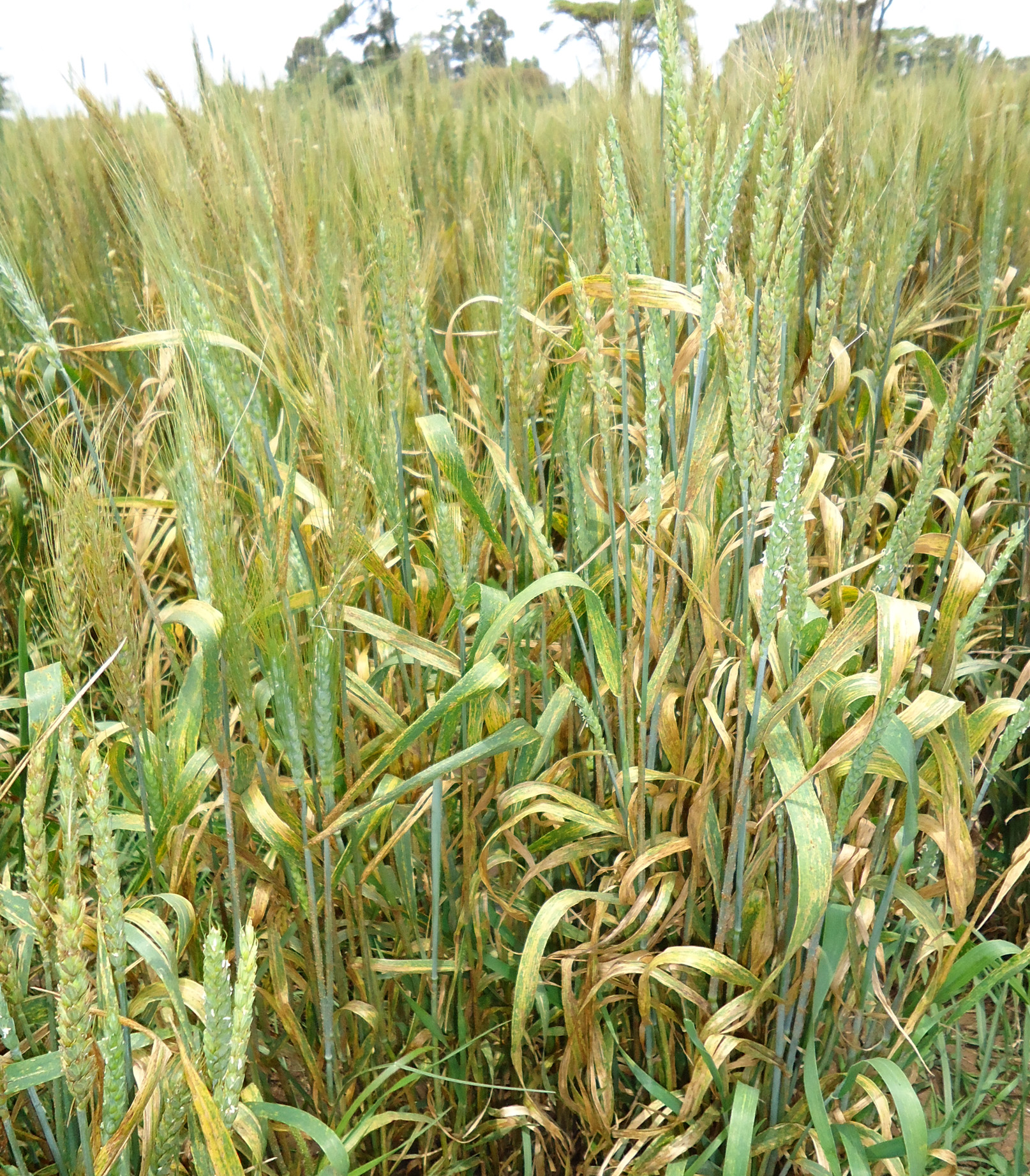 The New Humanitarian | Wheat stem rust hits Rift Valley farmers
