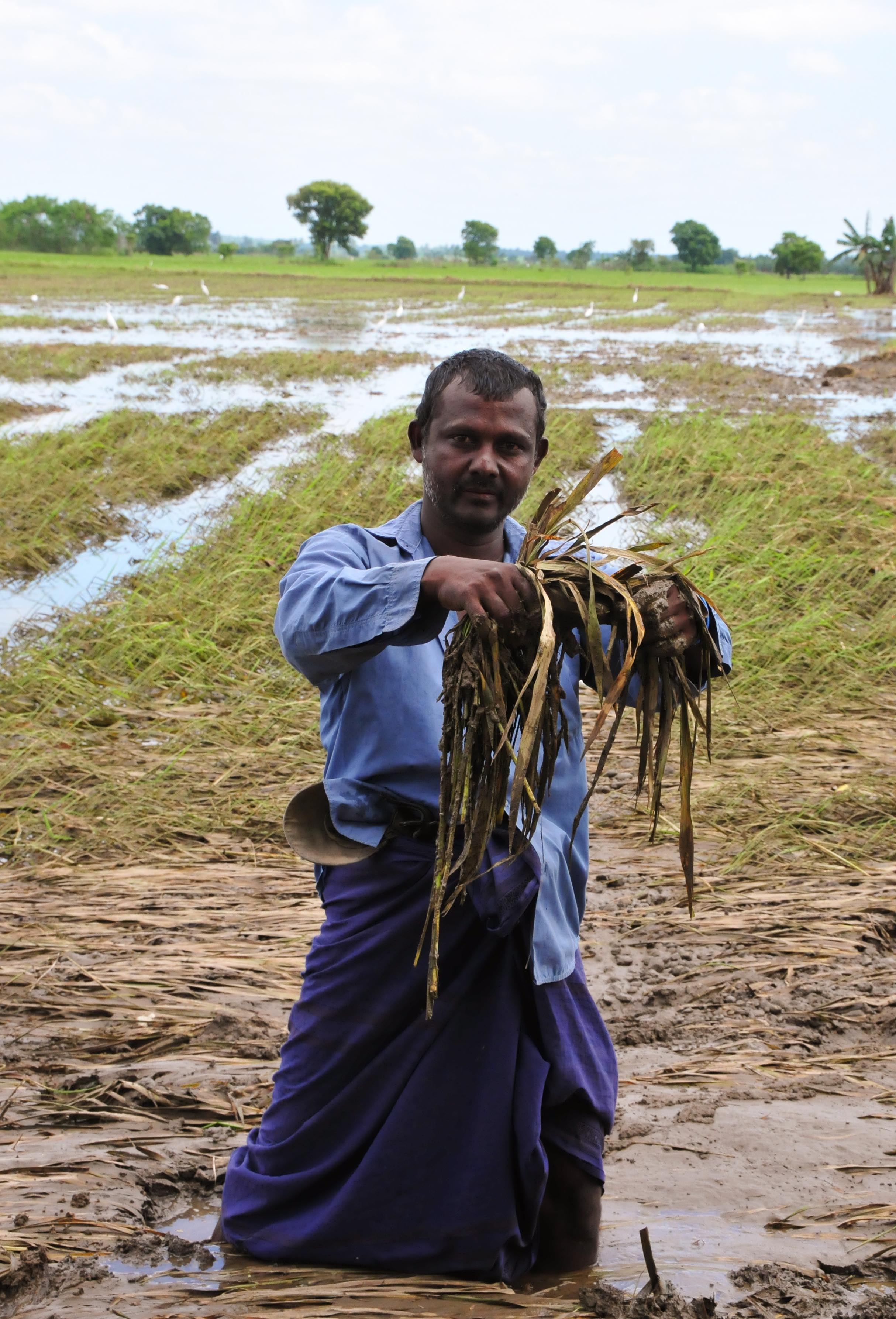 The New Humanitarian | Food security and livelihoods hit in flood ...