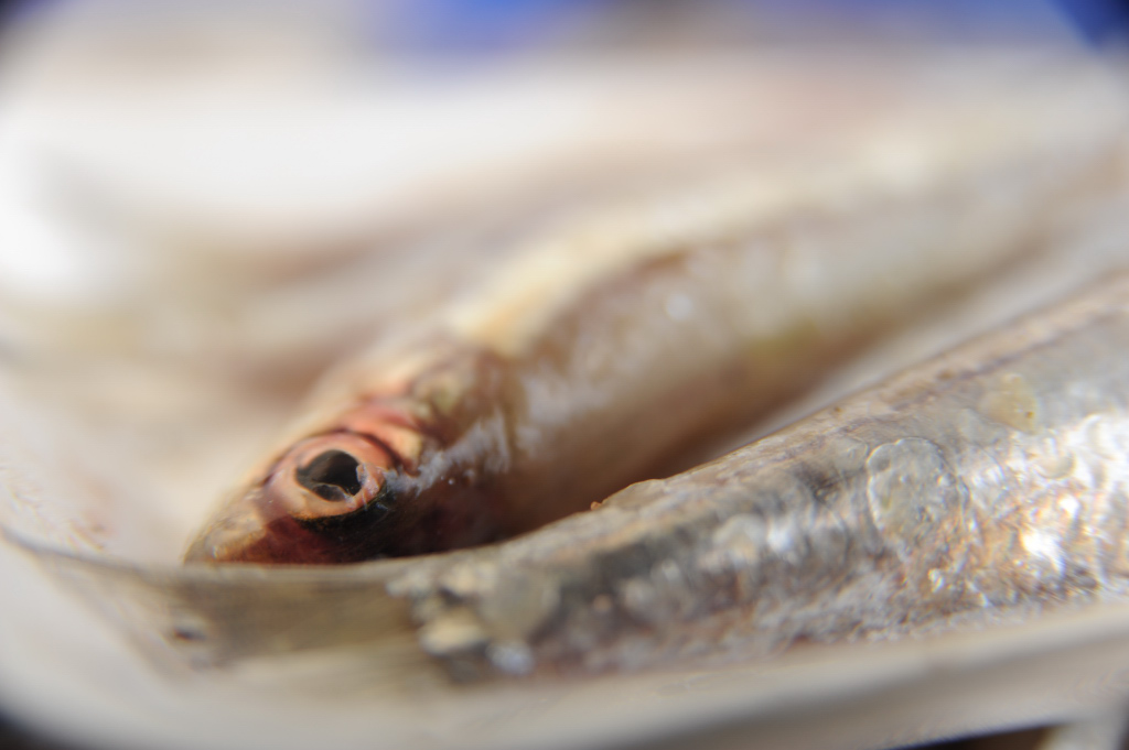 Fish from Lake Tanganyika. For generic use | The New Humanitarian