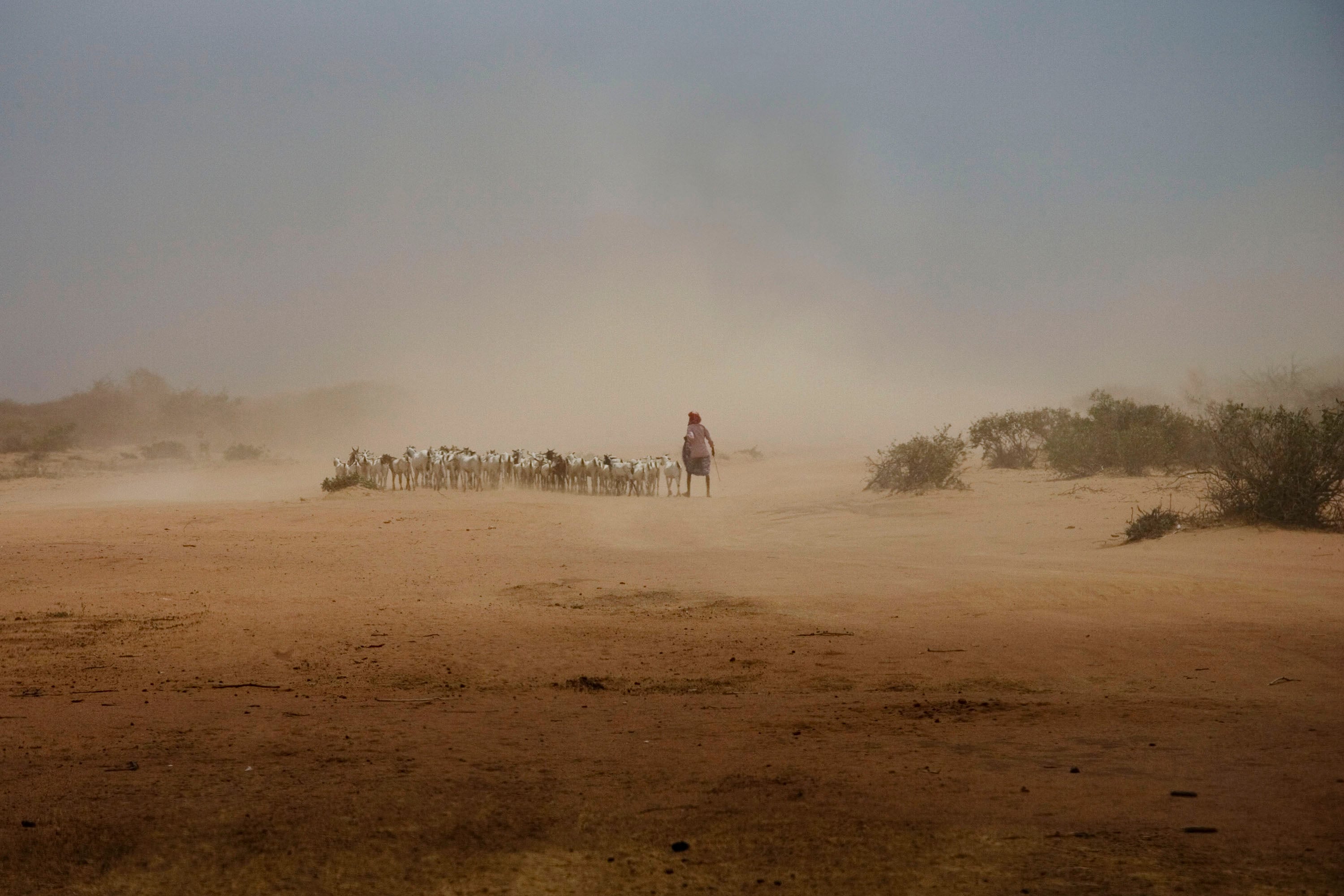 A herdsman at Dagehaley camp, one of three camps that make up the ...