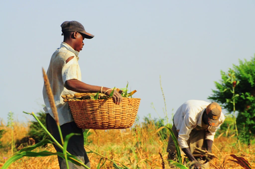 Farmer carrying crops from the field in village of Bouwéré in Mali ...