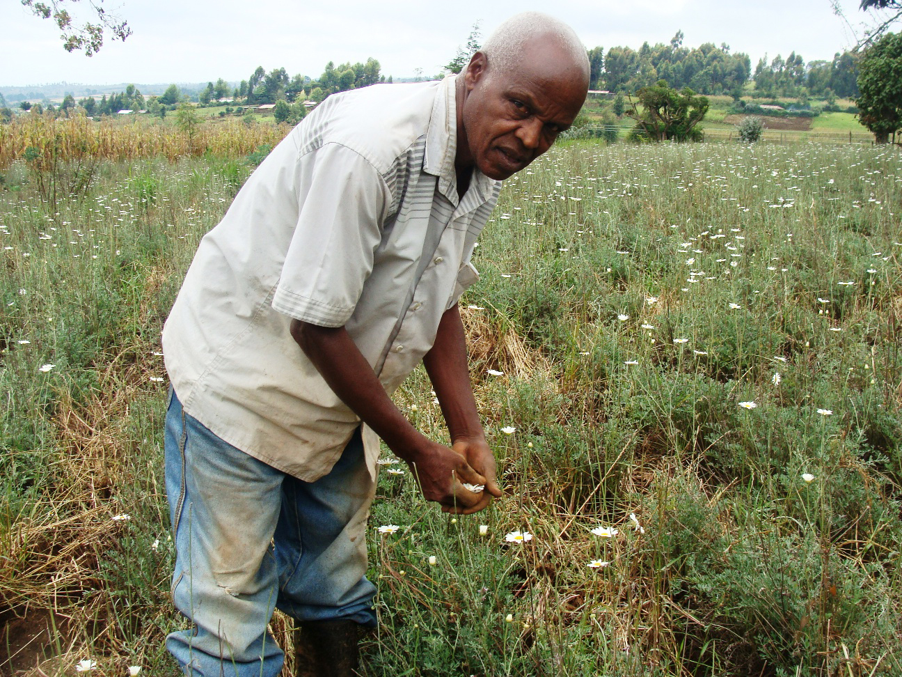 The New Humanitarian | Pyrethrum farmers look to liberalization to ...