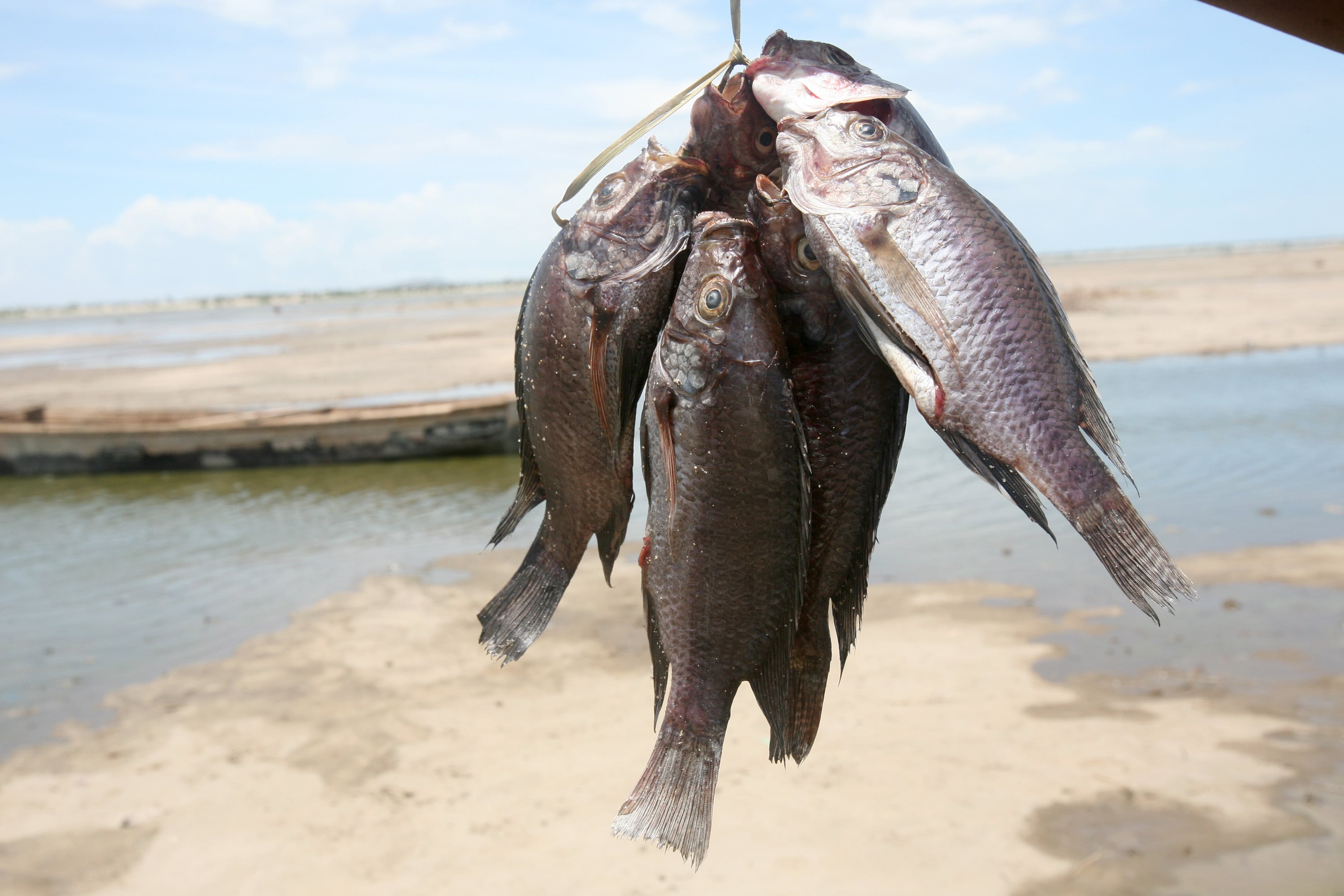 The remote location of Lake Turkana away from the main fish markets ...