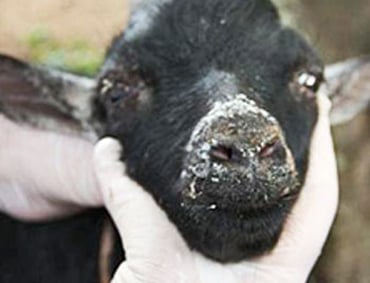 The New Humanitarian | Livestock disease hits small farmers in west