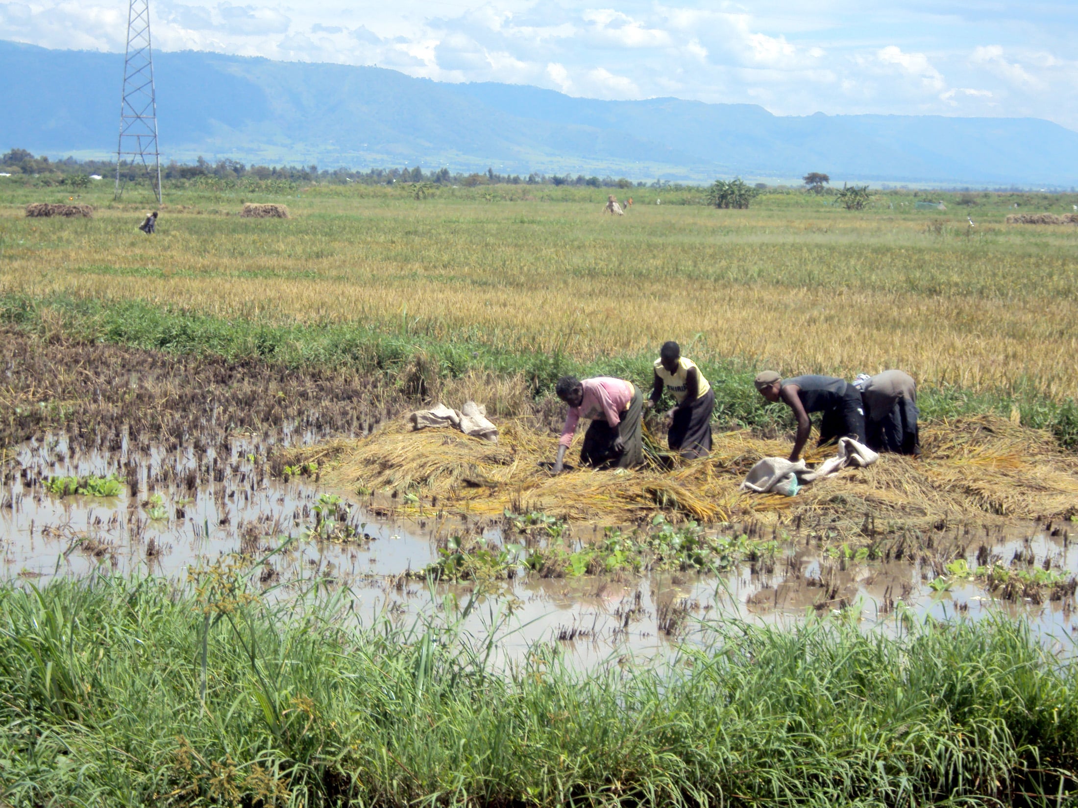 The New Humanitarian | Rice farmers lose harvest to floods