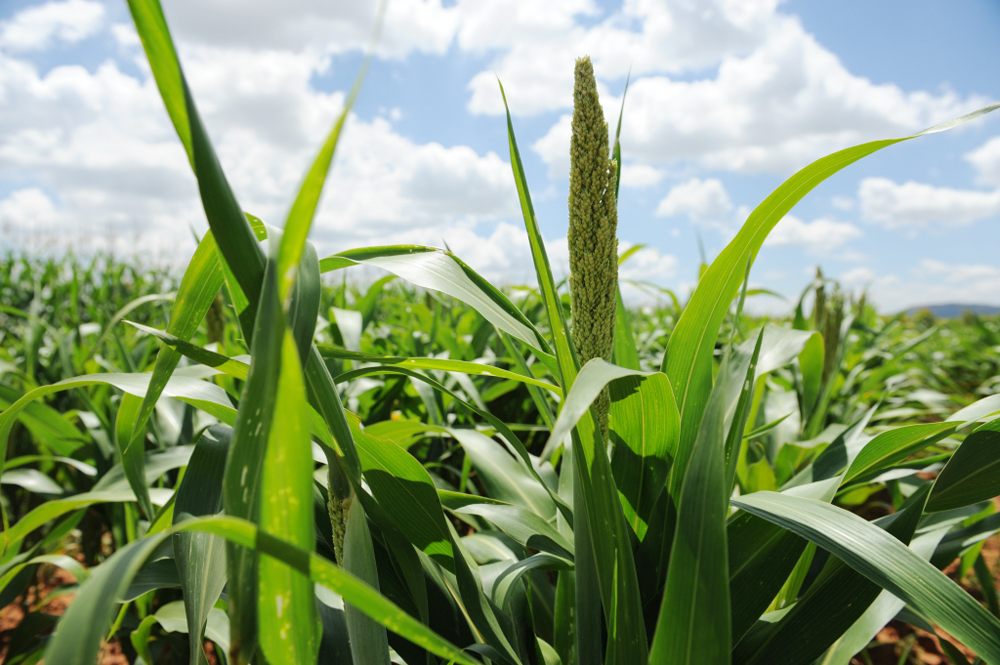 Sorghum being grown near Maputsoe is a town located in Lesotho’s ...
