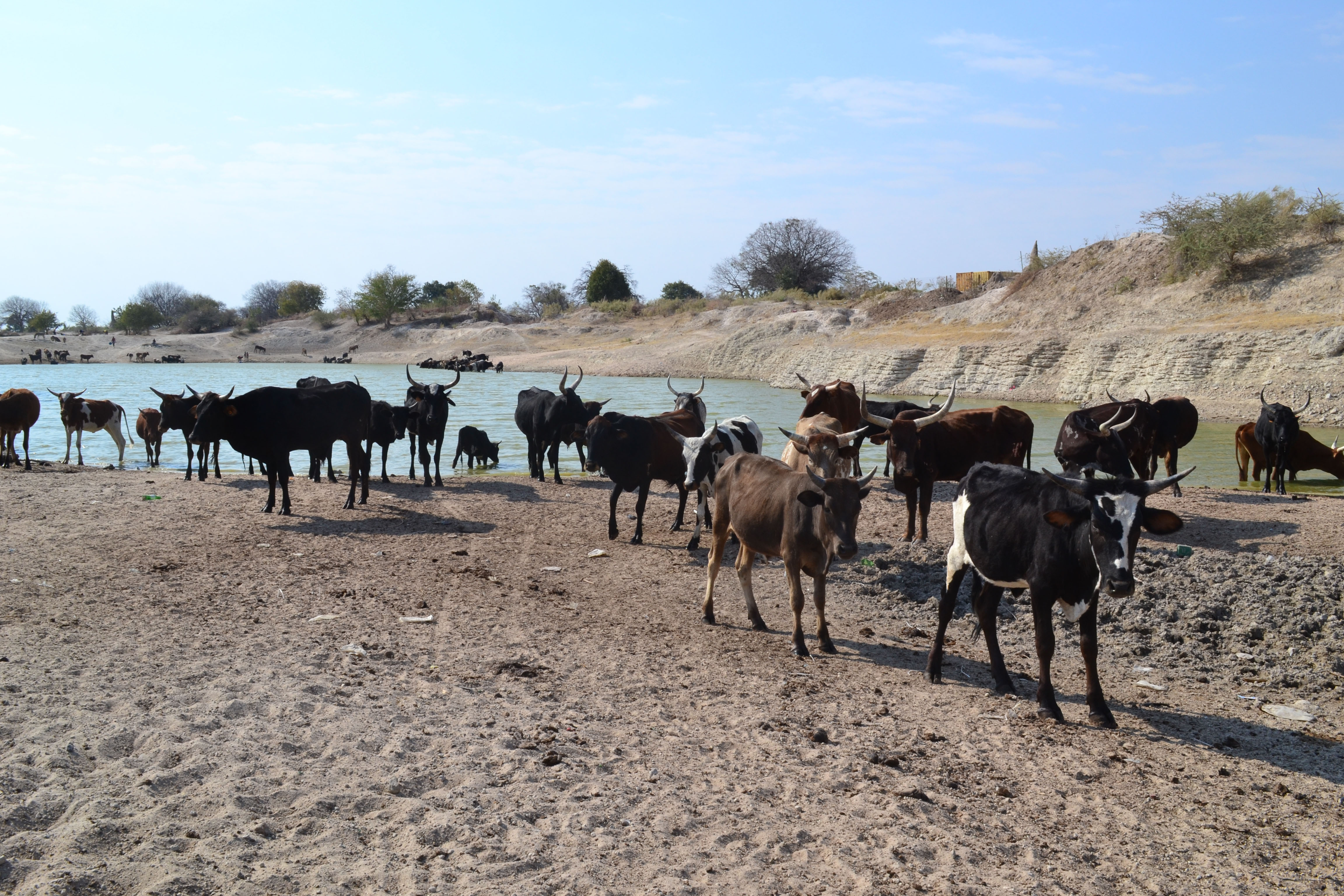 Cattle are the main source of a livelihood in southern Angola’s Cunene ...
