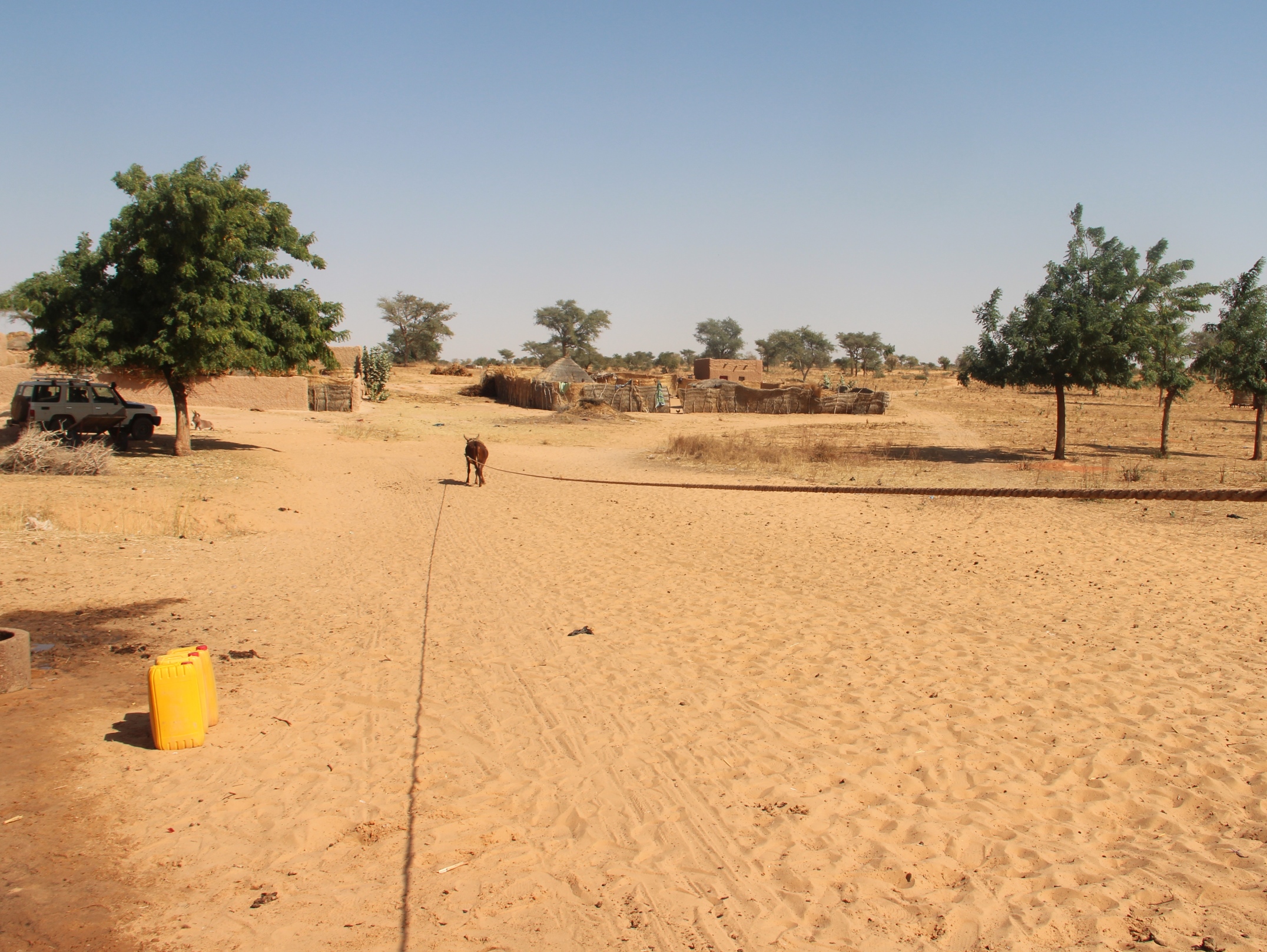 A bullock in the village of Guidan Sani, helps villagers collect water ...