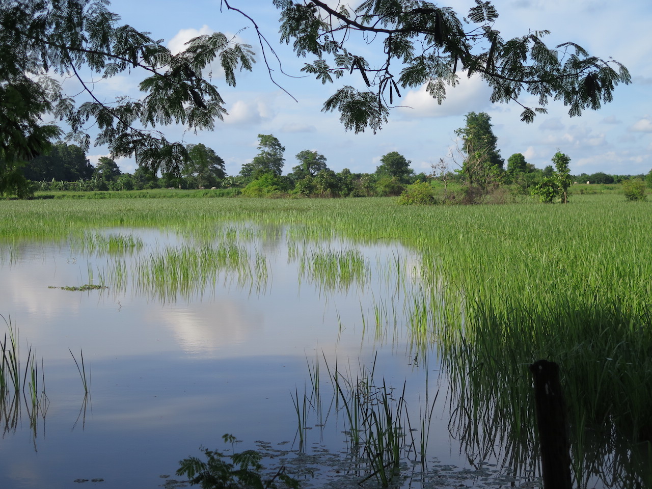 Floods in 2015 destroyed farmland like this rice paddy in Sagaing ...