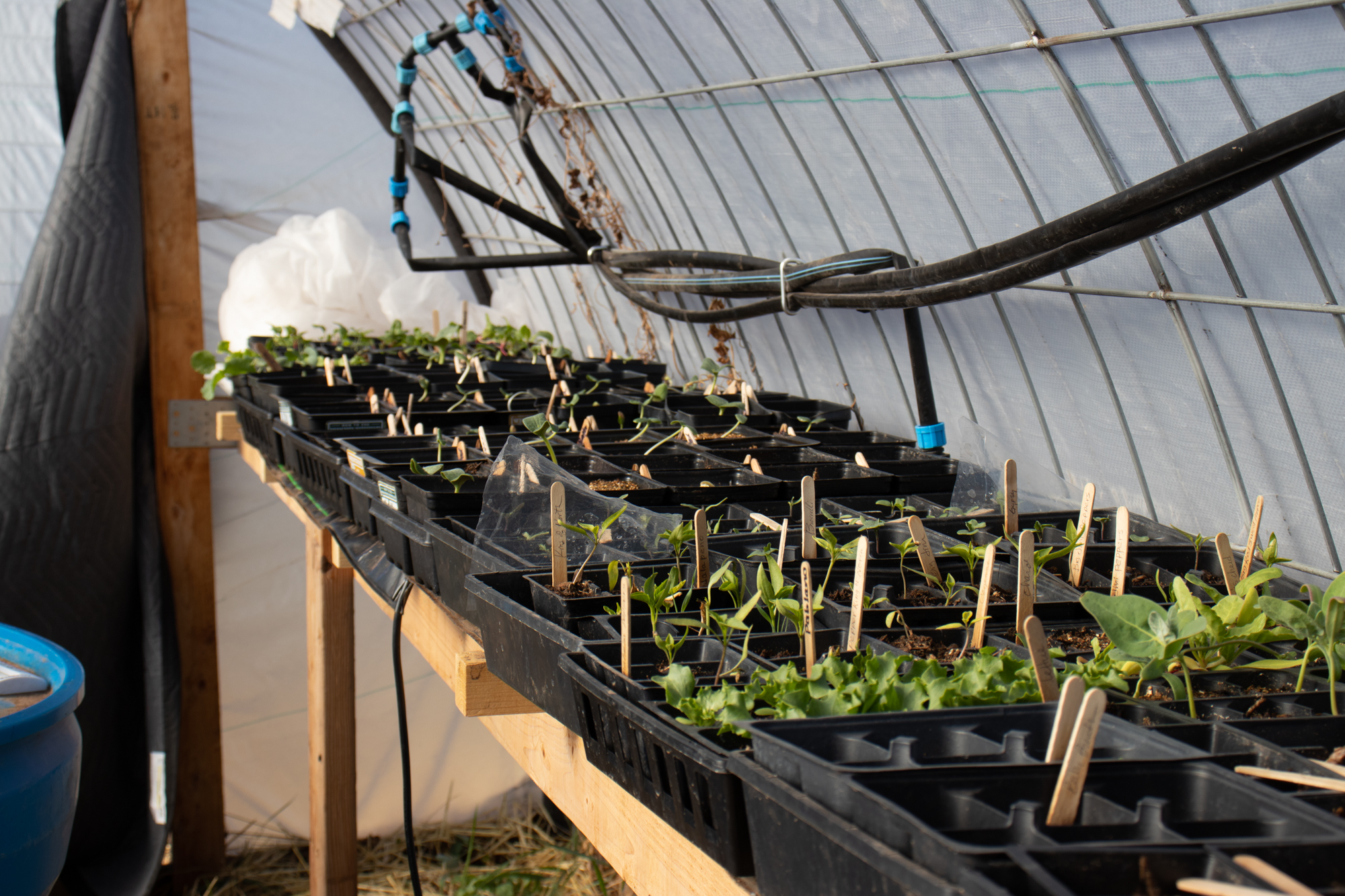 plants navajo spirit farm.jpg | The New Humanitarian