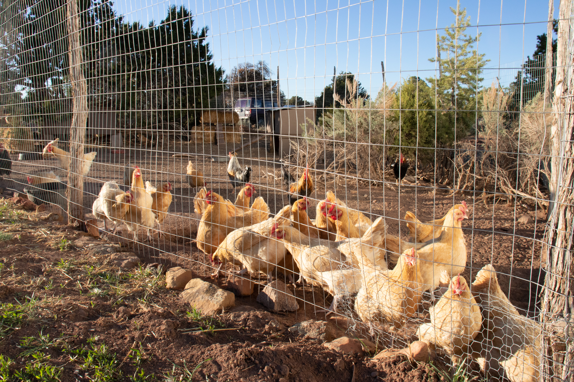 chicken navajo spirit farm.jpg | The New Humanitarian