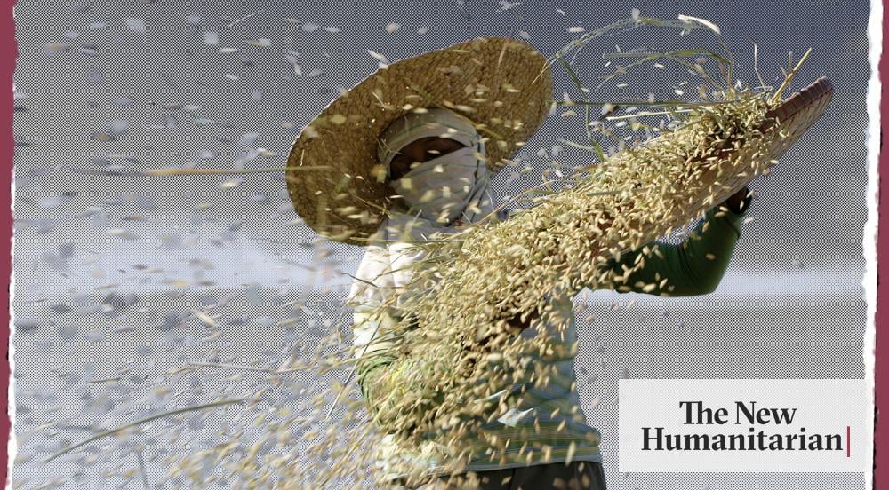 Filipino farmers’ profits disappear, and hunger looms