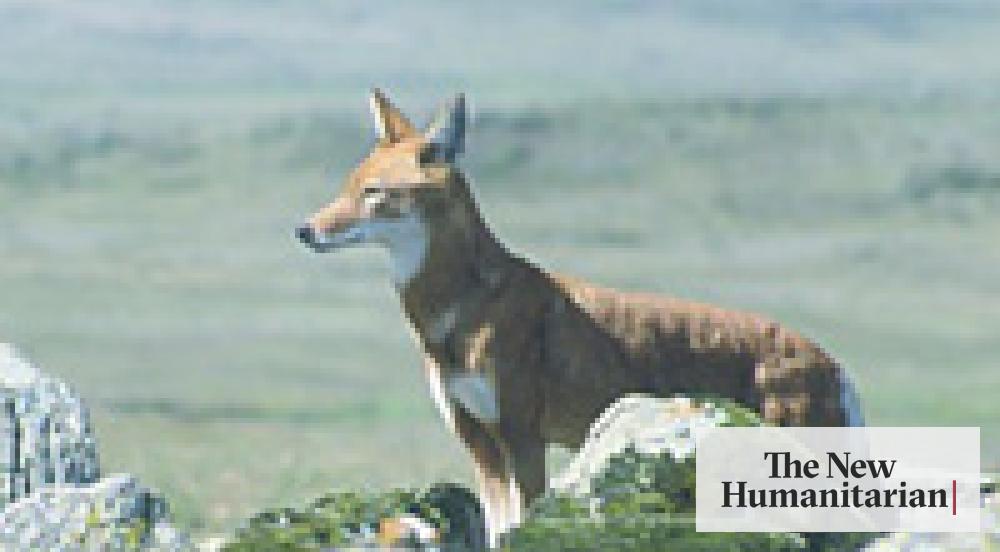 The New Humanitarian | Rare wolf facing extinction