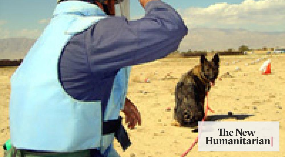 Demining dogs responsible for half of all cleared land