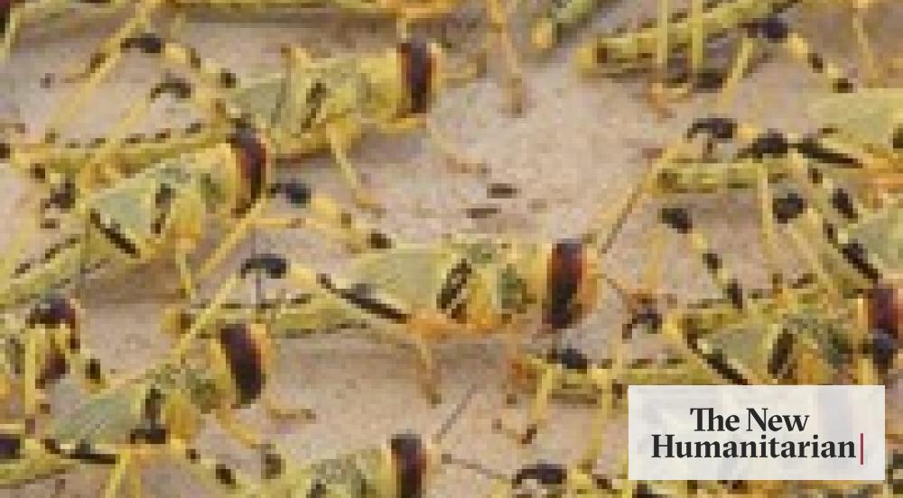 Warning of potentially worst locust infestation since 1993