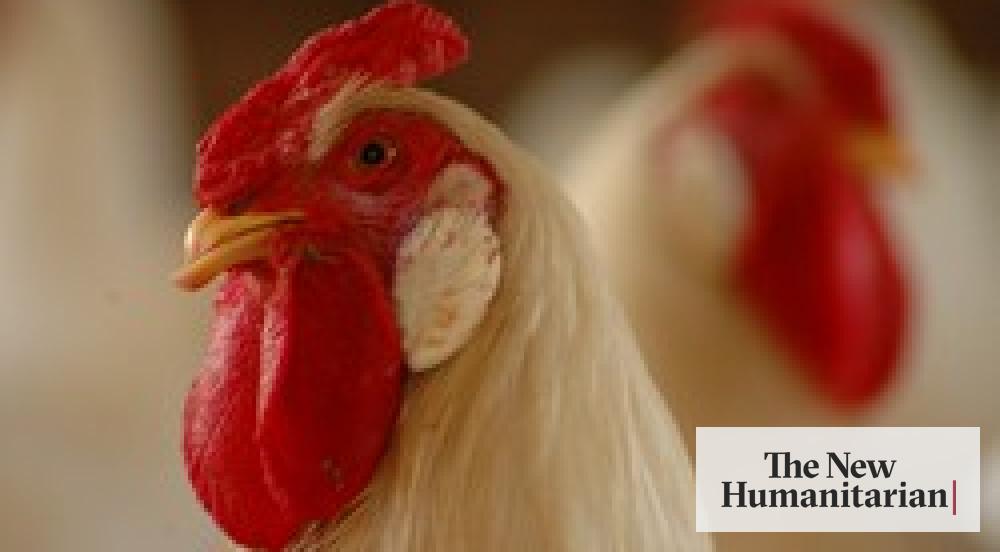 Farmers, anti-globalisation activists protest chicken imports