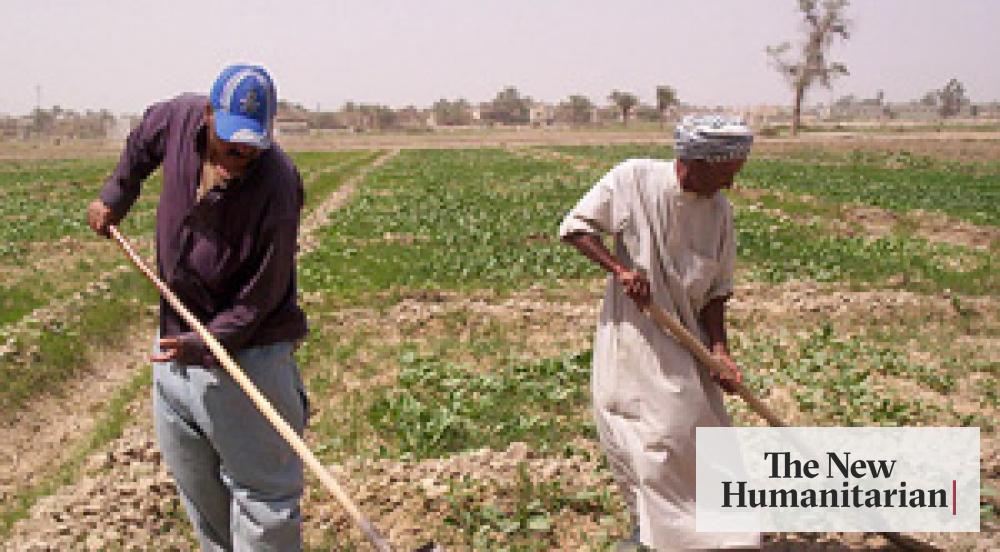 Northern drought-displaced farmers look to return home