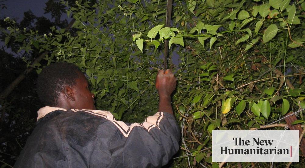Alien plants invading agricultural land
