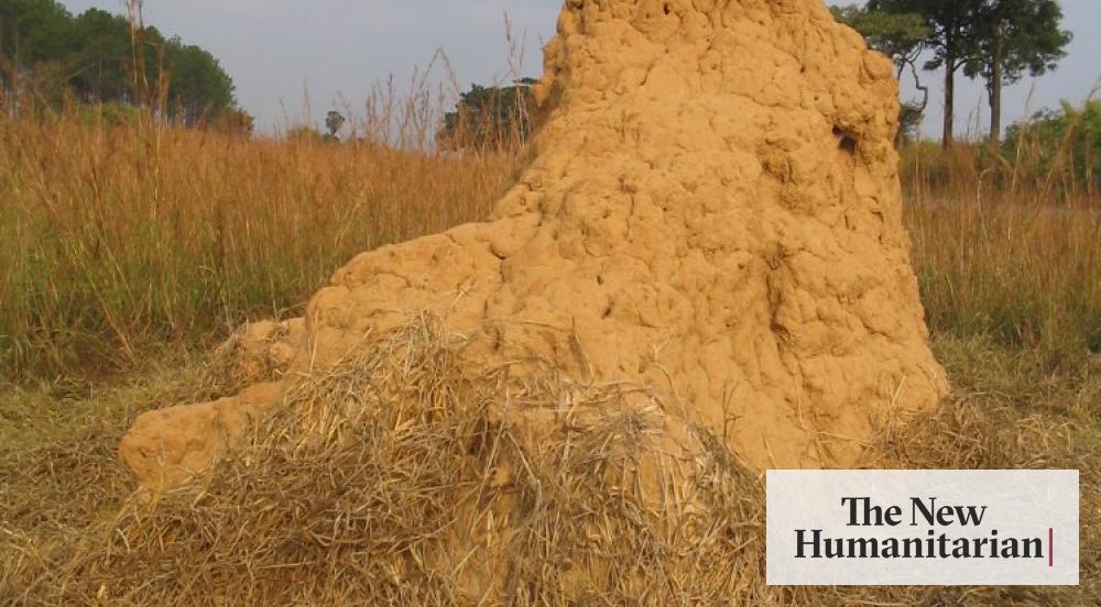 Termite technology boosts road infrastructure