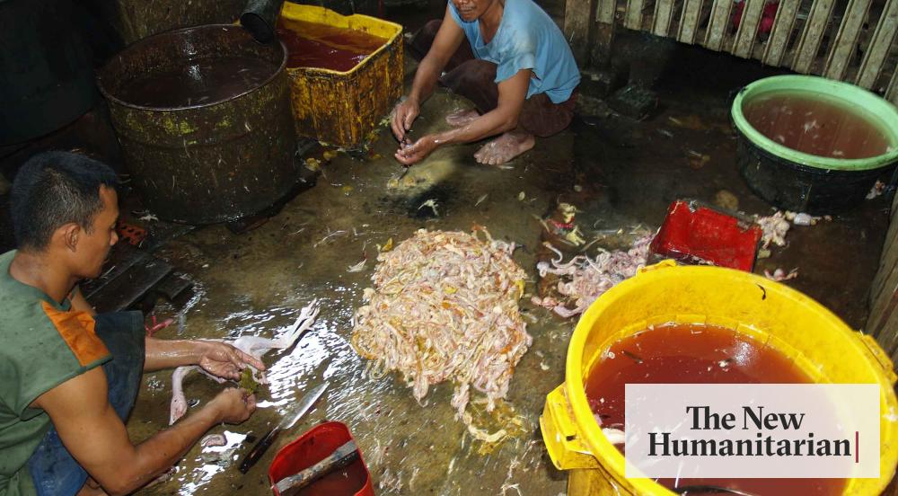 Bali bird flu drill tests pandemic preparedness