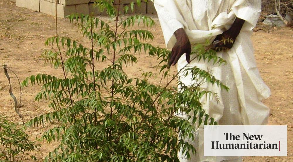 Dead baby trees by the millions as reforestation fails