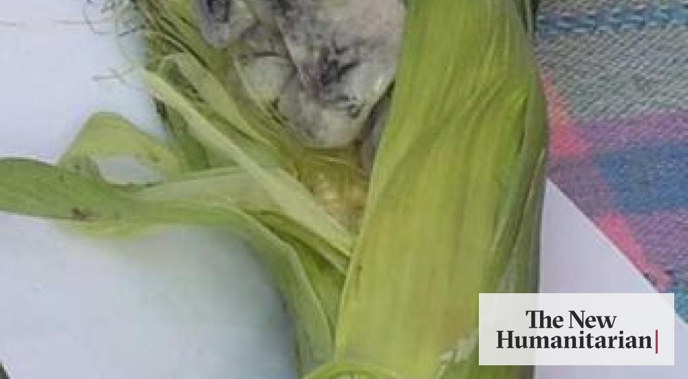 Ministry issues warning on maize smut