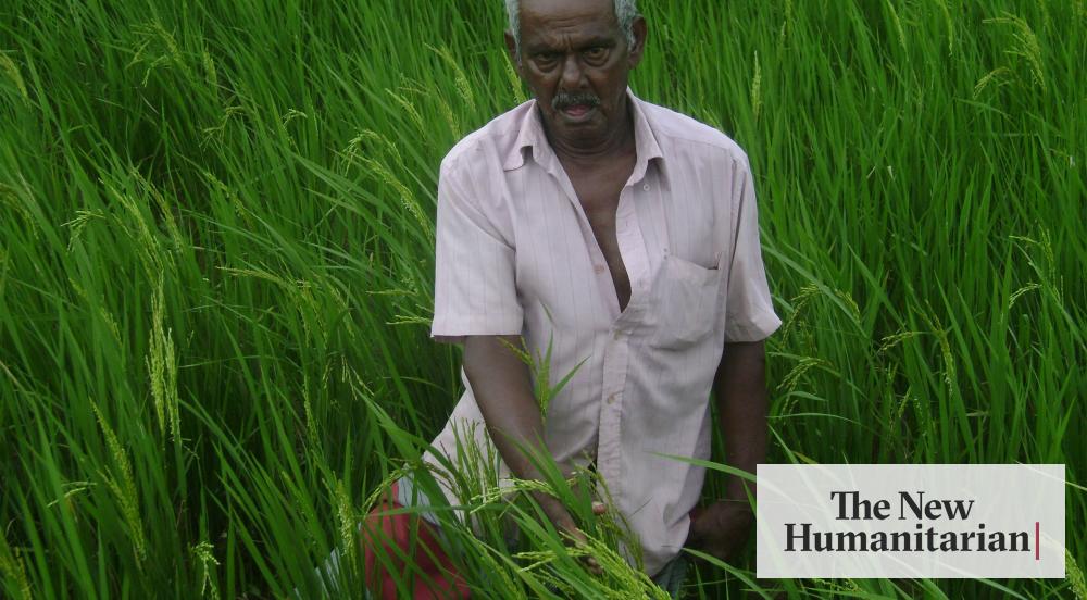 Flood-resistant rice entices farmers back